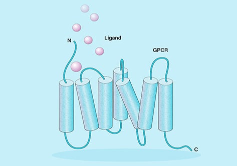 GPCR Stable Cell Lines | GenScript