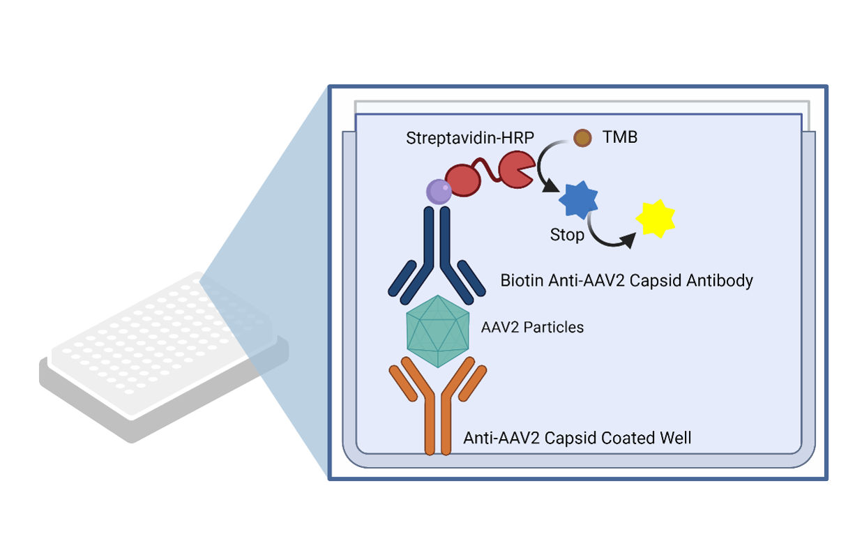 AAV2 Titer Capsid ELISA Kit | GenScript