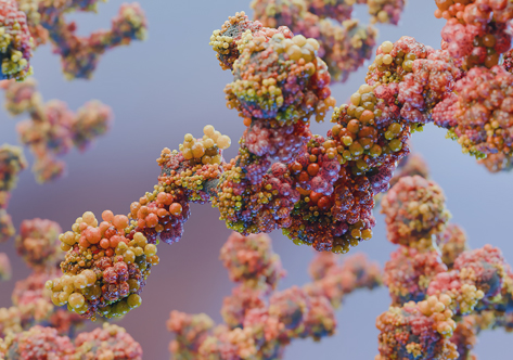 Anti-idiotype Antibodies