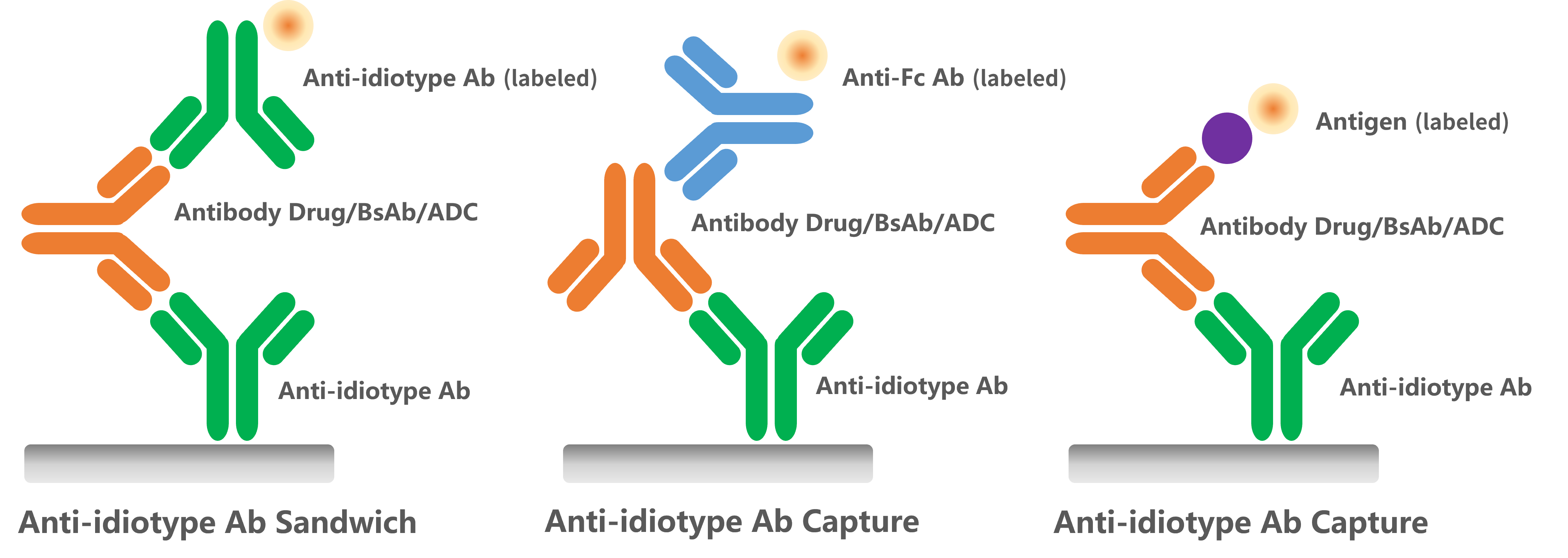 Anti-Idiotype Antibody Products | GenScript