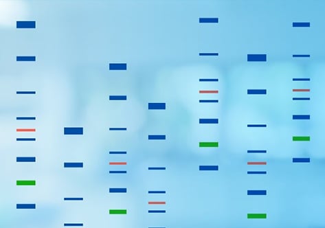 GenBox™ Mini/Midi Electrophoresis Tank | GenScript