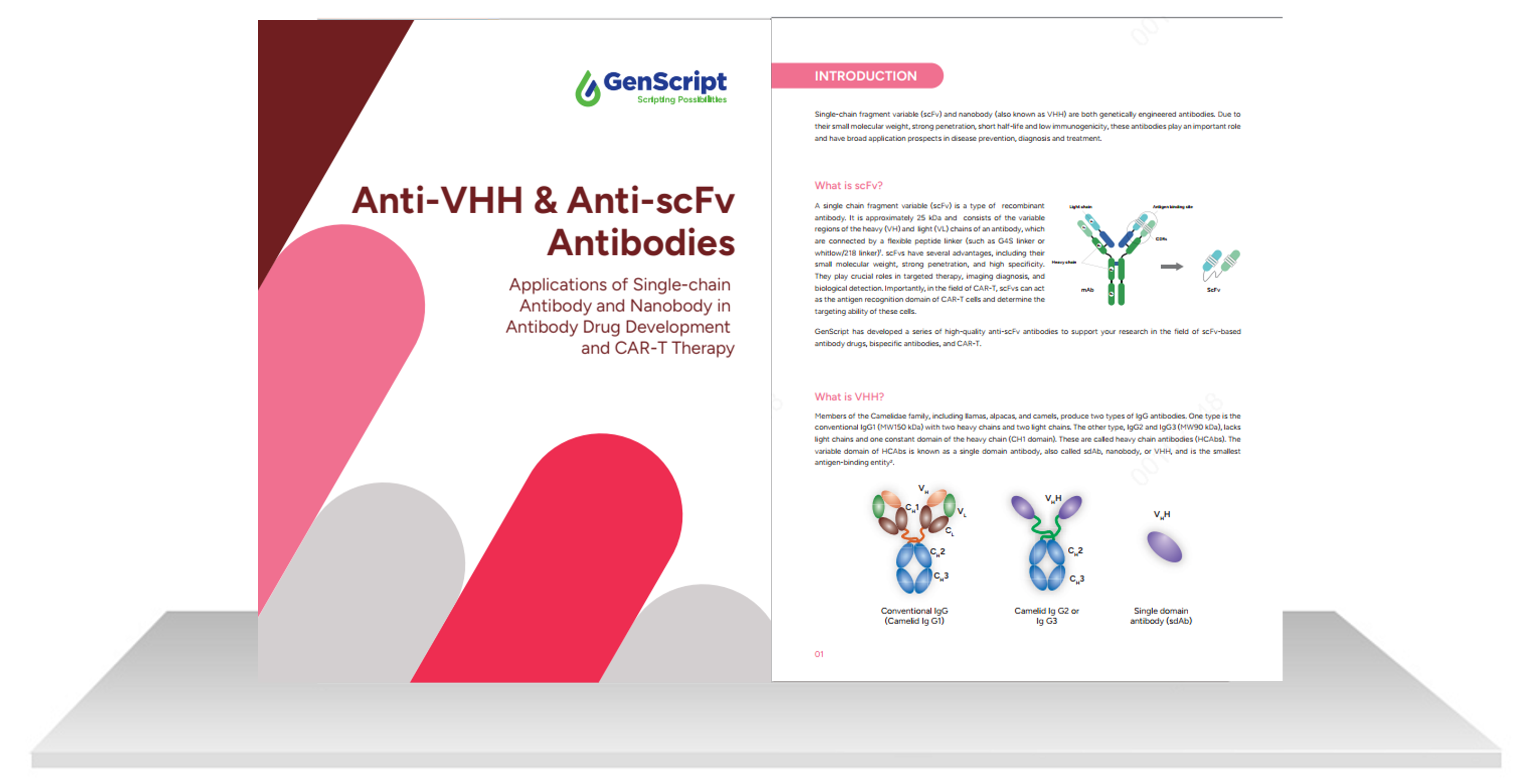 GenScript scFv and VHH Handbook | GenScript