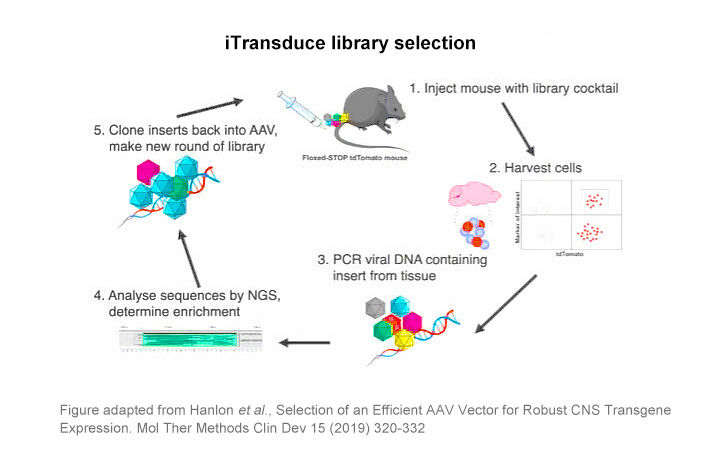 GenScript Showcased Precision Mutant Library and CRISPR Services at ASGCT2021 | GenScript