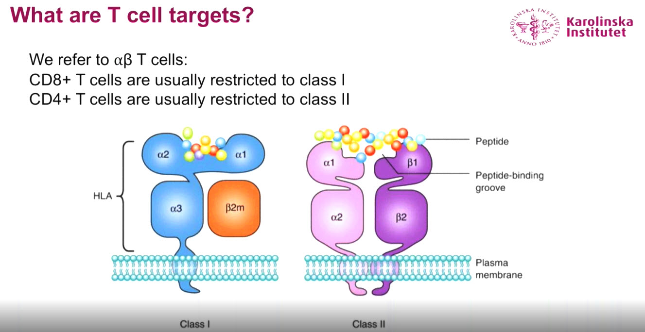 Tcr Targets Validation Through T Cell Activation Event Genscript