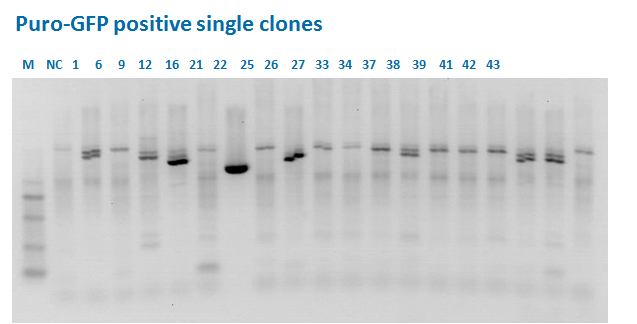 GenCRISPR基因组编辑服务
