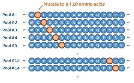 Precision Mutant Library Services