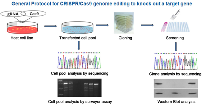 CRISPR Services & CRISPR/Cas9 Resources