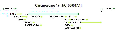 NF1 Gene - NF1 ORF Clone | GenScript