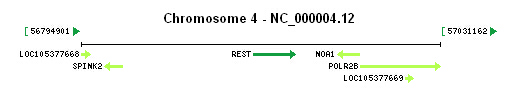 REST Gene - REST ORF Clone | GenScript