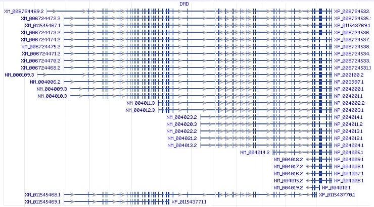DMD Gene(Dystrophin) - DMD ORF clone | GenScript