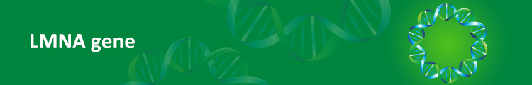 LMNA gene (Lamin A/C)