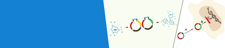 Transient vs. Stable Expression