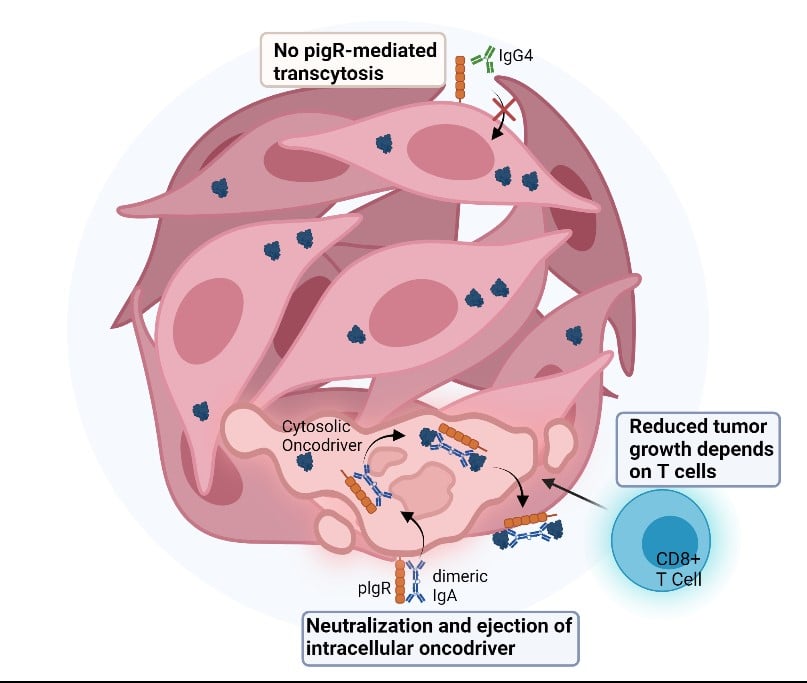 Evaluating a New Immunotherapy Strategy: Targeting Solid Tumors with ...