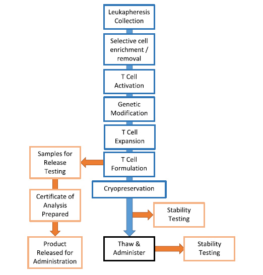 GMP CAR-T cell production