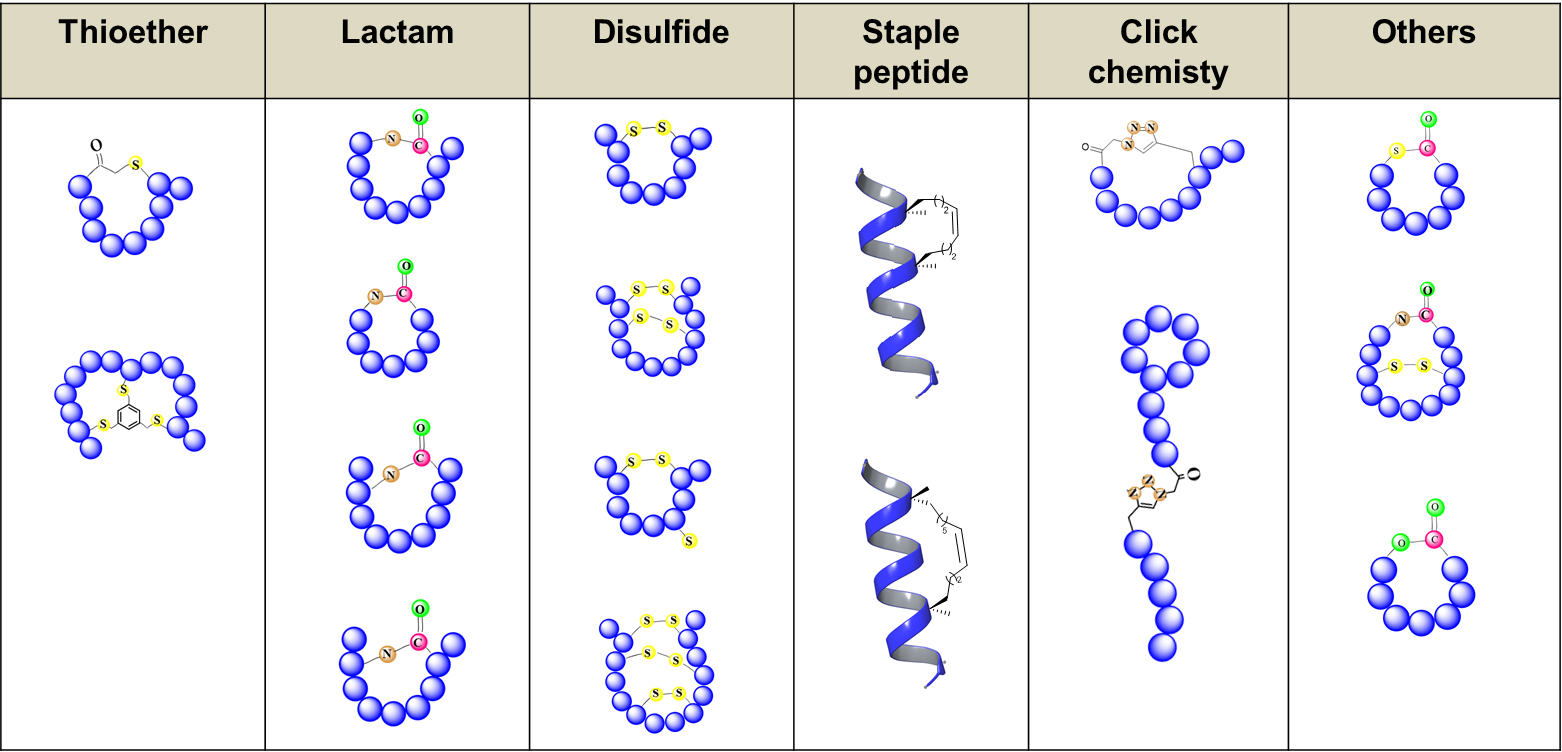 Harnessing the Power of Circular Molecules for Innovative Therapeutic ...