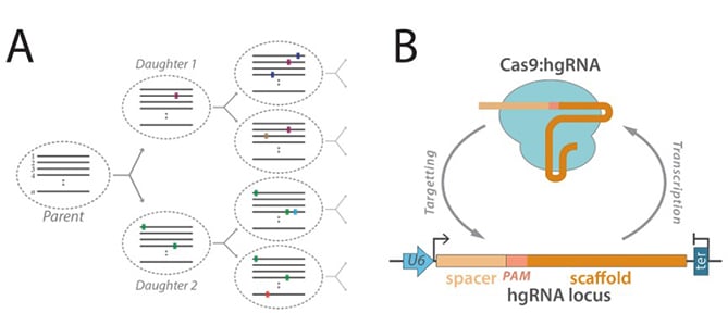 Homing CRISPR guide RNA could be used to barcode whole genomic DNA in vivo