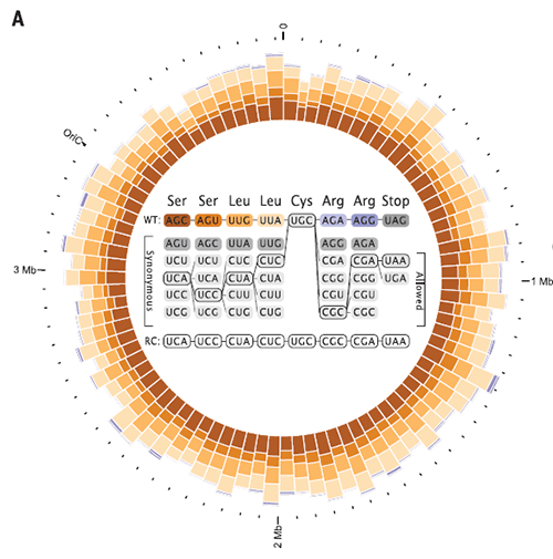 Incorporation of the non-standard amino acid improve Stability of ...