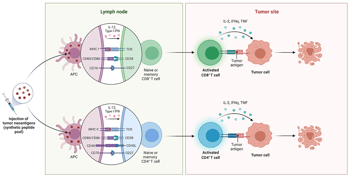 Non-Coding Sequences Expand Neoantigens for Therapy