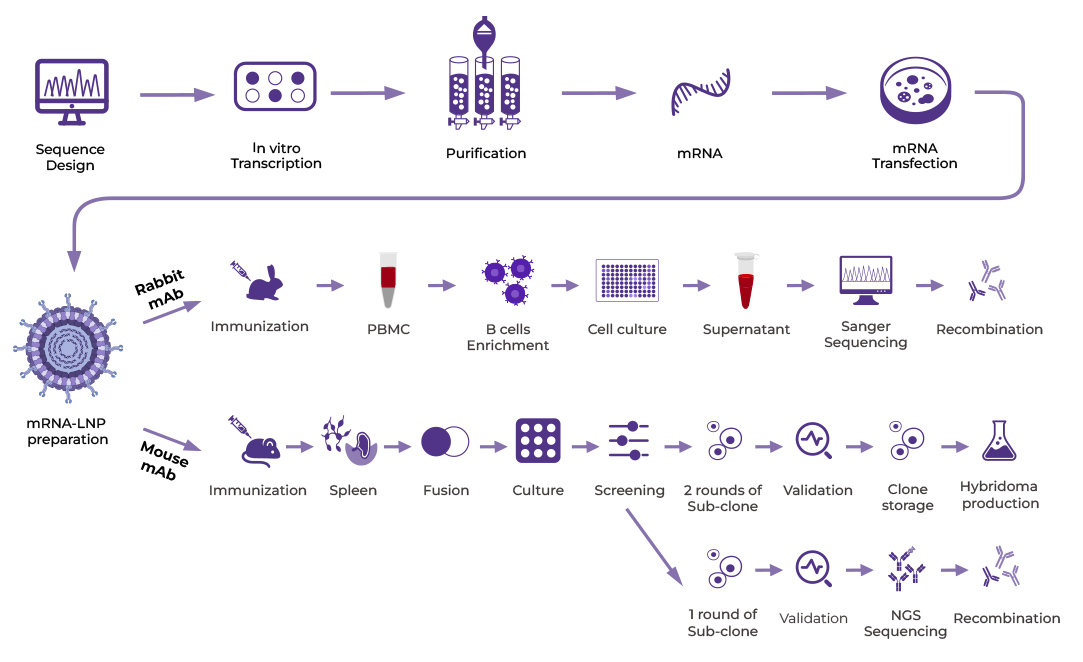 Find Your Matching Antibody