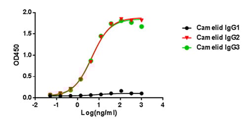 Anti-VHH Antibodies