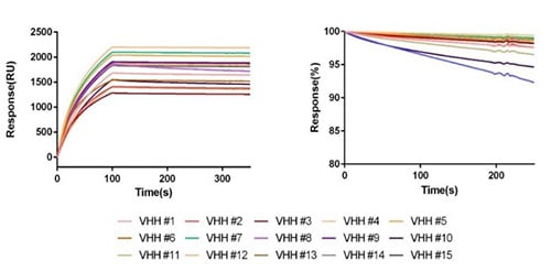 Anti-VHH Antibodies