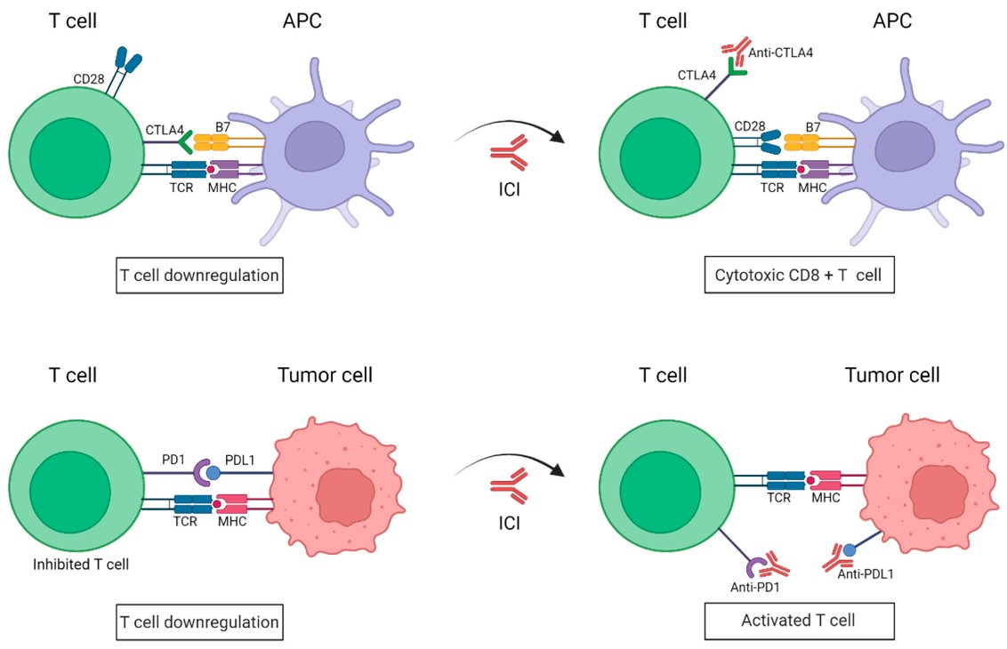 A New Mode of T cell Suppression by LAG-3 Immune Checkpoint