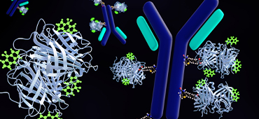 Introduction of Rabbit Antibody