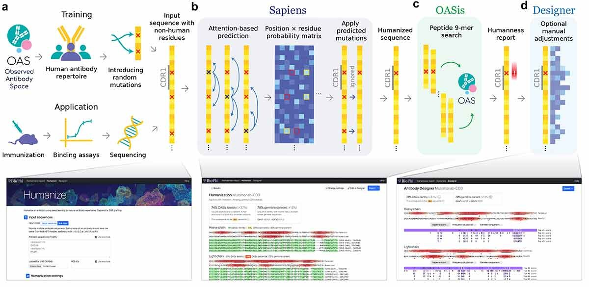 AI in Antibody Humanization | Redesigning Therapeutic Antibodies with Machine Learning
