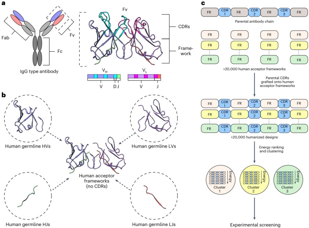 AI in Antibody Humanization | Redesigning Therapeutic Antibodies with Machine Learning