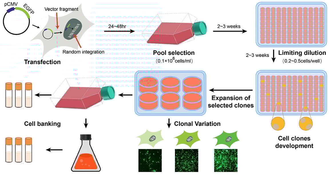 Comprehensive Guide to Bispecific Antibodies: Formats, Recombinant ...