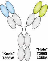 Bispecific Antibody Chain Mismatch Prevention Strategy: Multi ...