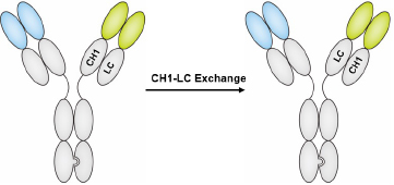 Bispecific Antibody Chain Mismatch Prevention Strategy: Multi ...