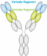 Bispecific Antibody Chain Mismatch Prevention Strategy: Multi ...