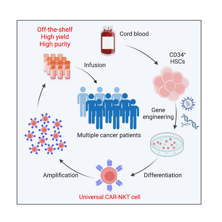 CAR-NKT Cells Take Center Stage, Expediting Immunotherapies to More Patients
