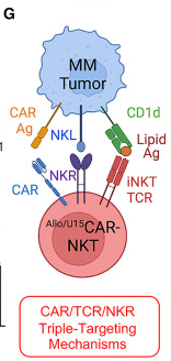 CAR-NKT Cells Take Center Stage, Expediting Immunotherapies to More Patients