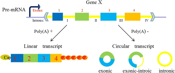 Circular RNA: Unlocking Next-Generation Cell & Gene Therapy with GenScript | GenScript