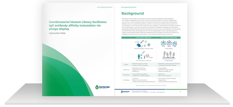 Combinatorial Mutant Library Enhances IgG Antibody Affinity via Phage Display | GenScript