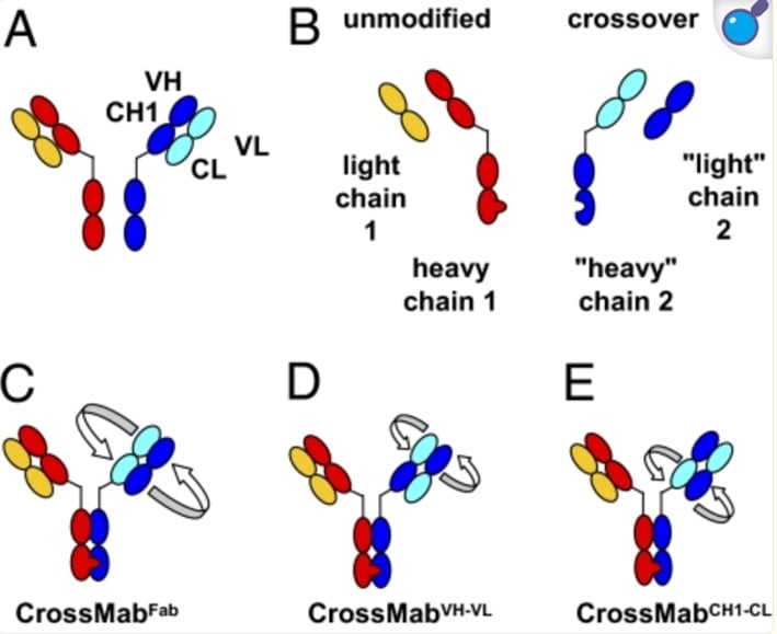 CrossMab Technology: Precise Light and Heavy Chain Pairing for ...