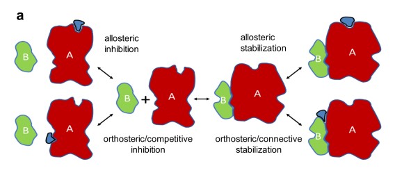 Discovering Nanobody-Based Tools to Modulate Protein-Protein ...