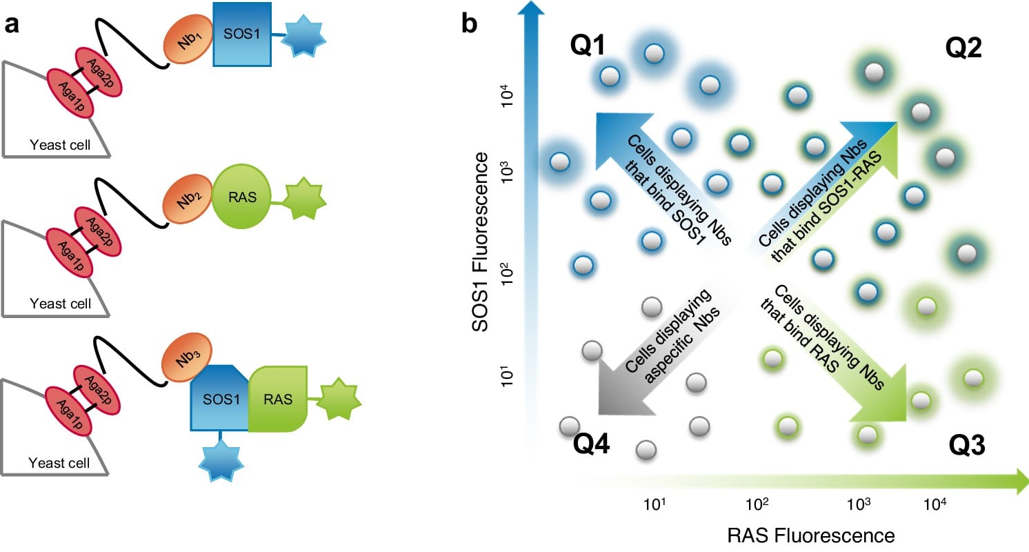 Discovering Nanobody-Based Tools to Modulate Protein-Protein ...