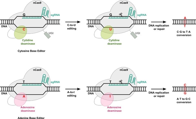 Evolved Cytosine Base Editors with Improved Selectivity