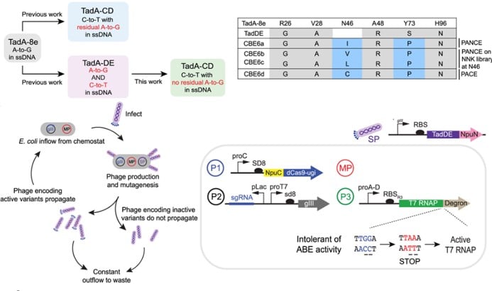 Evolved Cytosine Base Editors with Improved Selectivity