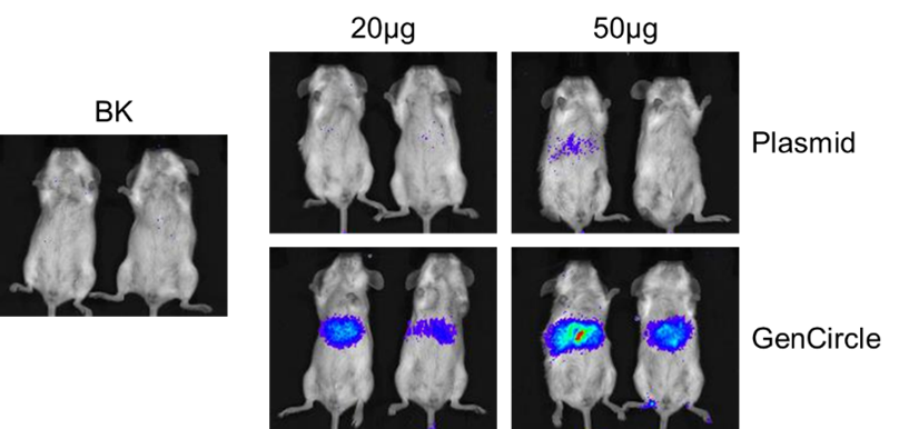 GenCircle™ dsDNA: The Future of Efficient and Safe Gene Therapy | GenScript
