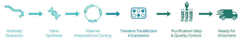 How to Optimize Transient Gene Expression in CHO Cells for Recombinant Antibody