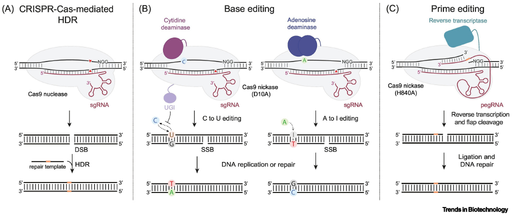 Revolutionizing Genome Editing: Integrating Large Genes with Precision
