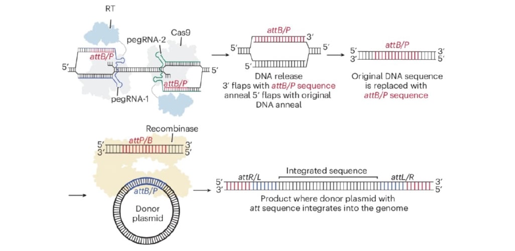 Revolutionizing Genome Editing: Integrating Large Genes with Precision