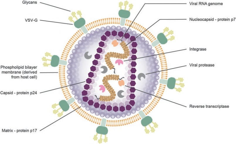 Lentiviral Vector Packaging for Efficient Gene Delivery | GenScript
