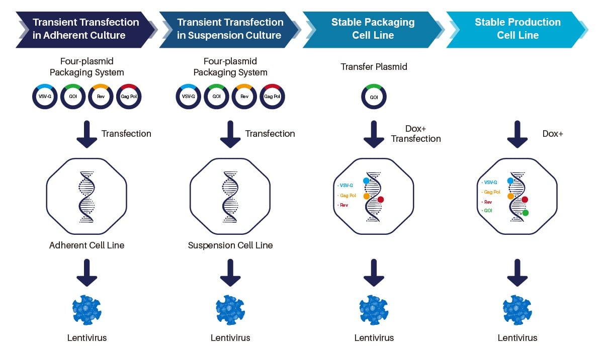 Lentiviral Vector Packaging for Efficient Gene Delivery | GenScript