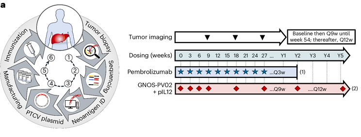 Personalized Neoantigen Vaccines and Immune Checkpoint Inhibitors Show Promise in Hepatocellular ...