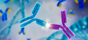 What Is an Anti-Id Antibody? Classification, Applications & Immune ...